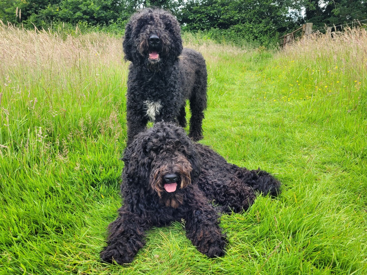 Esprit Amitié Barbets. UK breeders of Barbet dogs.