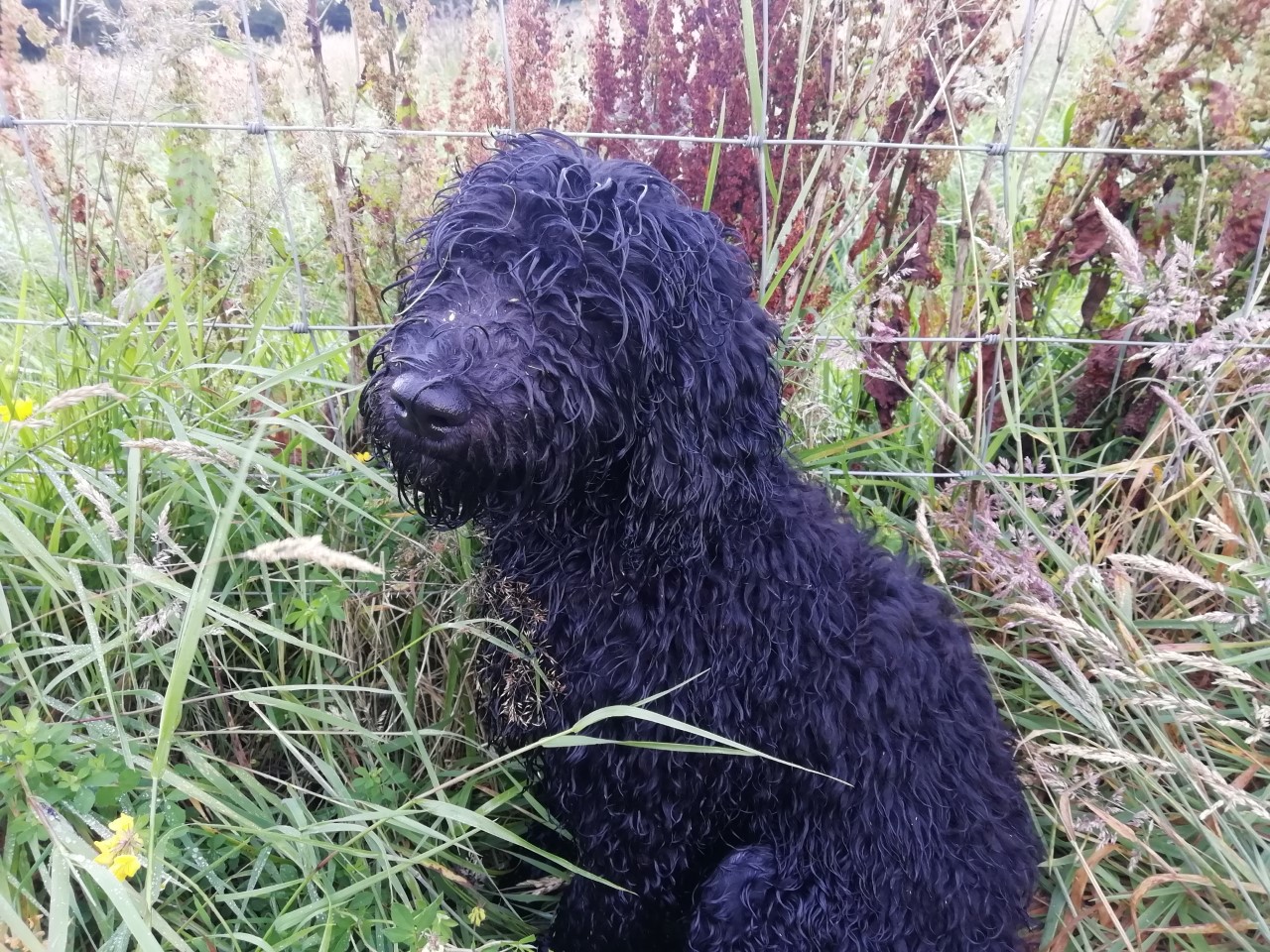 Meet us and our Barbets. Ethical Barbet breeders UK.